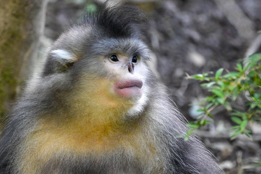 EcoChina | How China's conservation efforts revive the endangered ...